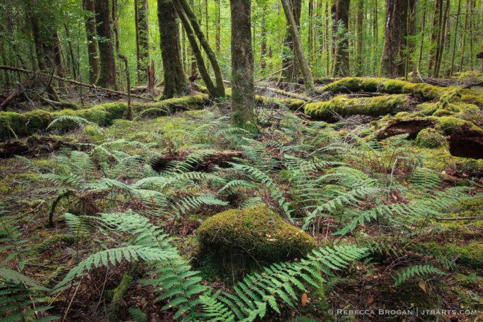 Tasmanian Rainforest 2 (Franklin River Nature Trail, Franklin – Gordon ...
