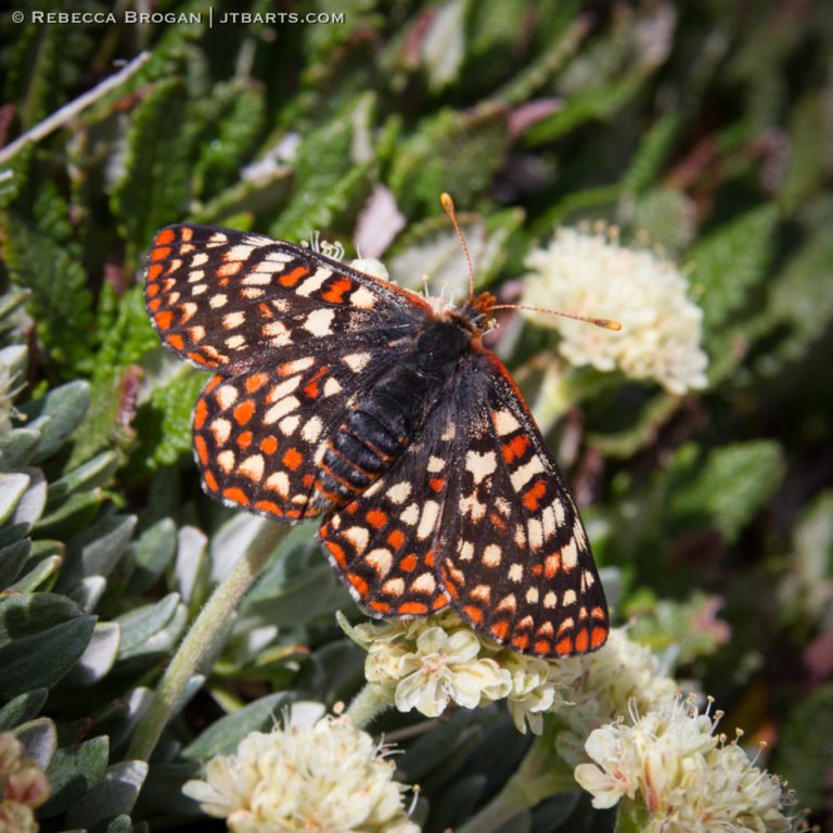 edith’s checkerspot butterfly – John The Baptist Artworks
